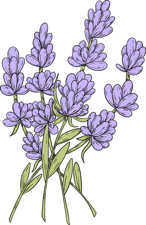 Lavenders Clip Art Library