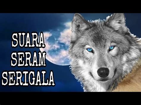 Suara Serigala Seram Saling Bersahutan YouTube