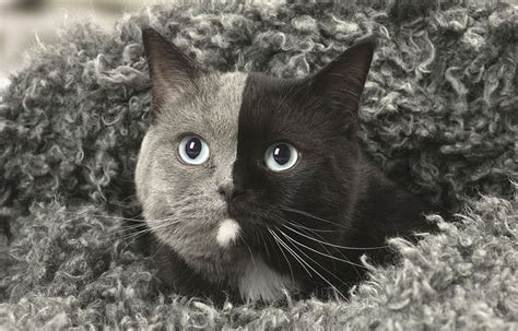 Ce rare chaton né avec deux faces a grandi et est devenu le plus