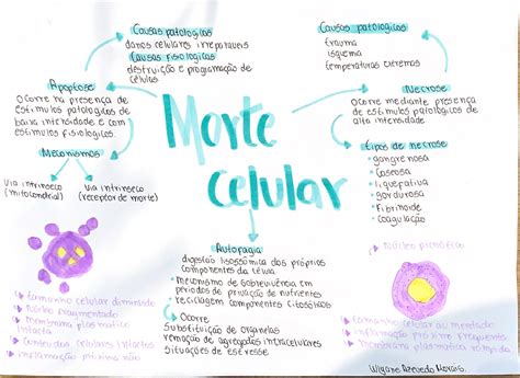 Mapa Mental Morte Celular Biologia