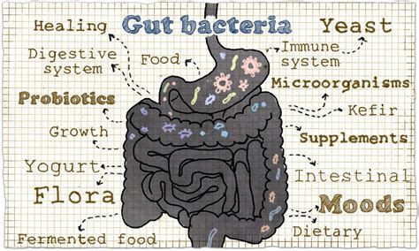 Probiotic Side Effects Heres What You Should Know Bodylogicmd