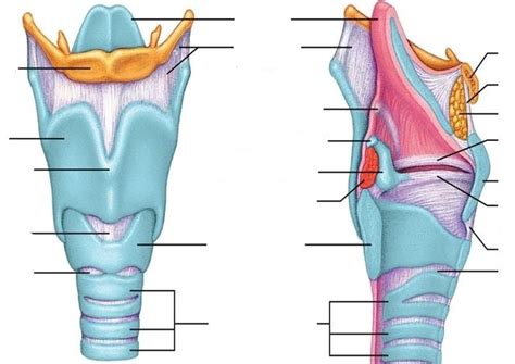 Larynx Structure Labeling Diagram Quizlet