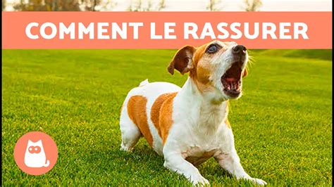 Comment CALMER Un CHIEN Qui A PEUR 6 Conseils Pour Le Calmer YouTube