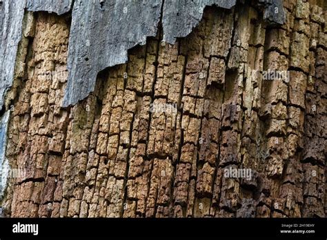 Details Cortezas De Rboles Abzlocal Mx
