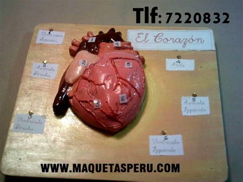 Maquetas Del Aparato Digestivo Imagui