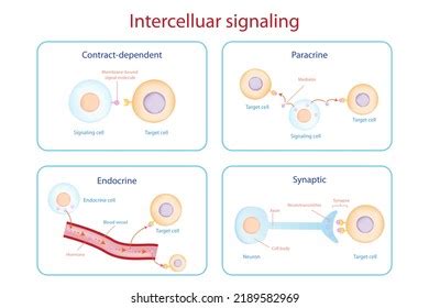 Cytokine Receptor Mechanism Involve Signal Transduction ilustrações