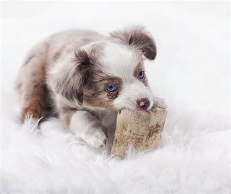 Quel Os Peut On Donner Son Chien Dr Milou