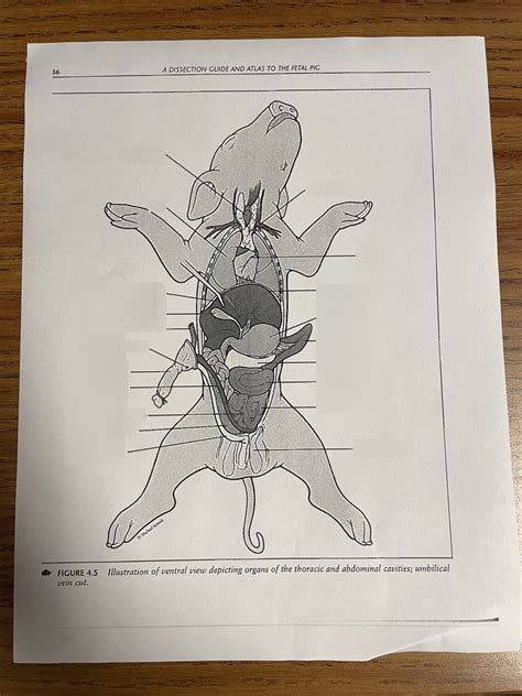 Fetal Pig Anatomy Diagram Quizlet