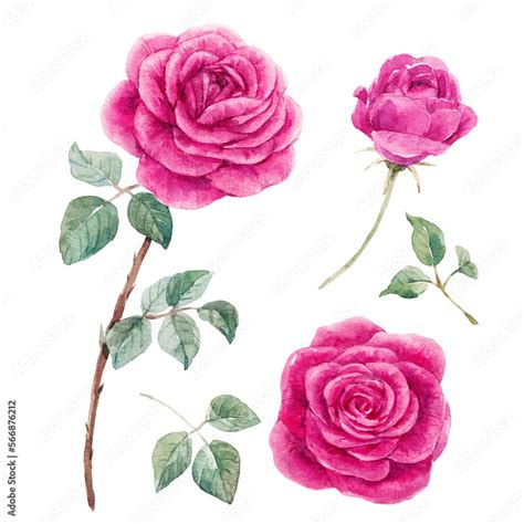 Beautiful Floral Stock Illustration With Hand Drawn Watercolor Rose