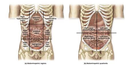 Ch 1 Abdominopelvic Regions And Quadrants Diagram Quizlet