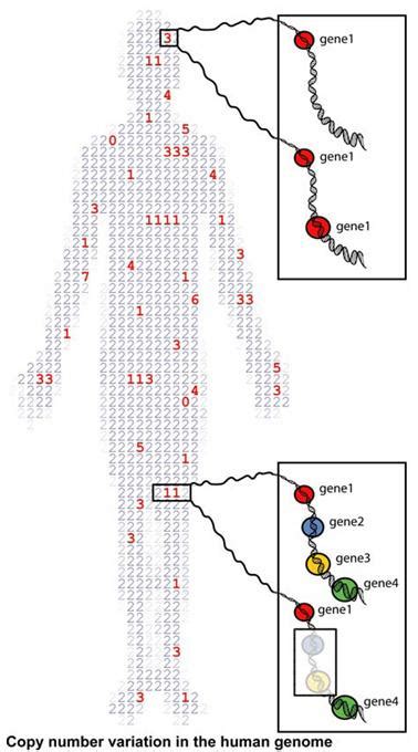 copy number variation