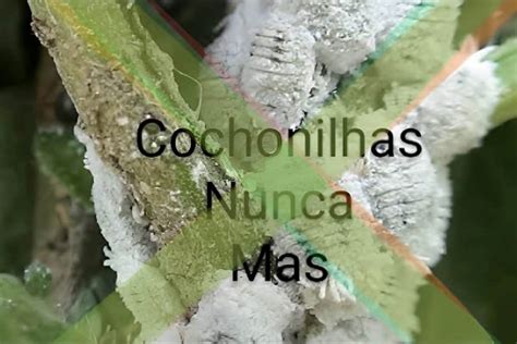Insecitida Caseiro Aprenda Como Eliminar Cochonilhas Das Suas Plantas