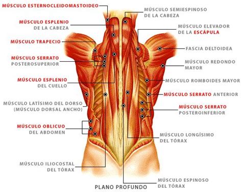 Músculos del dorso y tórax Educación para la vida