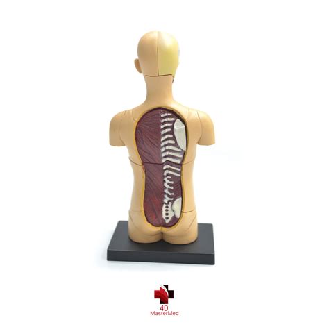 Anatomia Do Torso Humano Anatomias Humanas E Animais Para Estudo