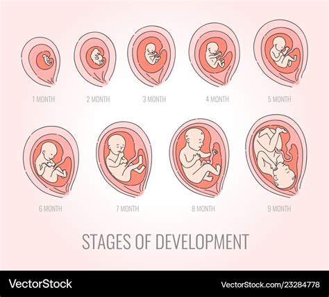 Embryo Month Stages Of Development Royalty Free Vector Image