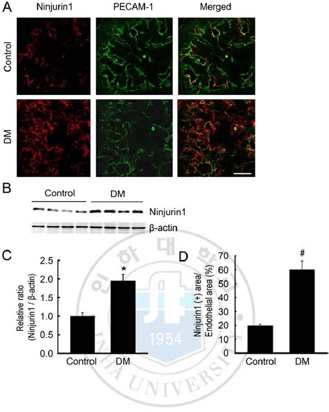 Figure 1 From Intracavernous Delivery Of Blocking Antibody To Nerve