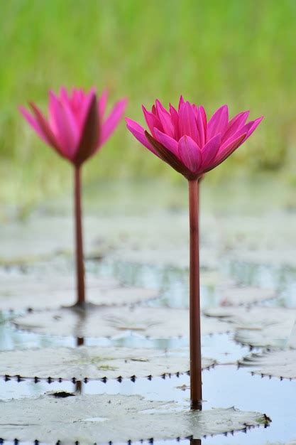 Premium Photo Beautiful Blooming Pink Lotus Flower In Swamp