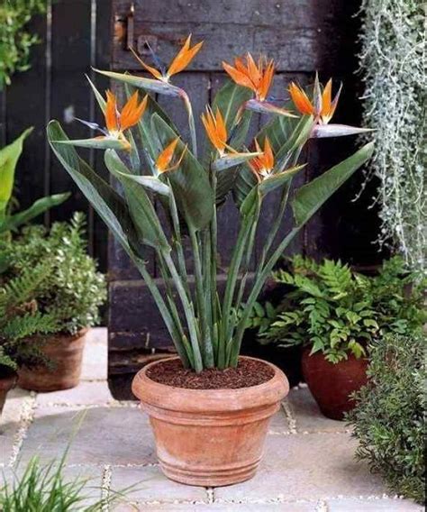 25 Low Maintenance Outdoor Plants In India India Gardening