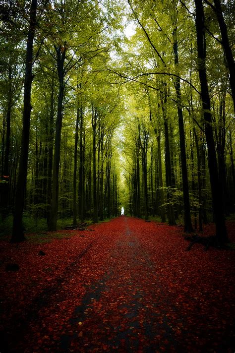 Forest Road Forest Cool Nature Fun Road Trees HD Wallpaper Peakpx