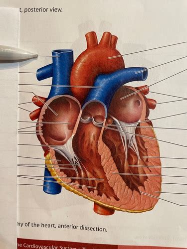 Anatomy Of The Heart Flashcards Quizlet