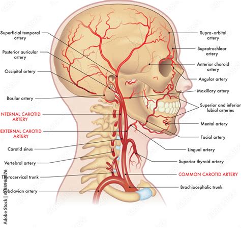 Medical Illustration Of The Major Arteries Of The Head And Neck With