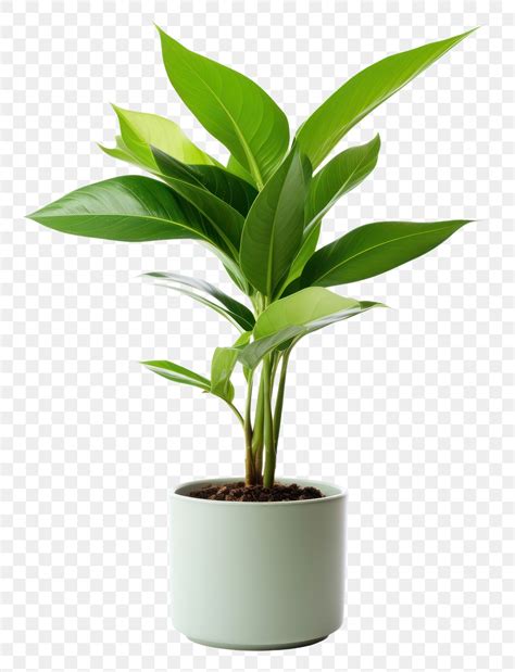 PNG Plant Leaf Houseplant Free PNG Rawpixel