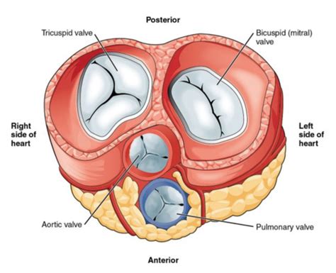 Cardiac Pathophysiology Flashcards Quizlet