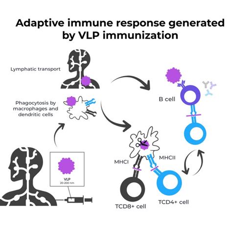 the adaptive immune response generated by vlps immunization and vlps download scientific