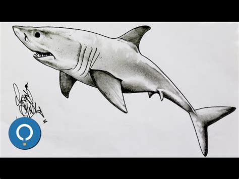 Desenhando Tubar O Realista Youtube
