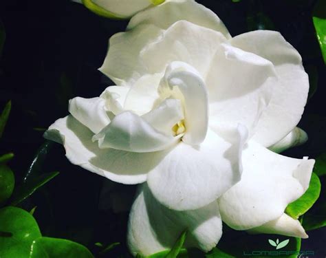 Eleganti E Profumate Gardenie Il Loro Significato Nel Linguaggio Dei