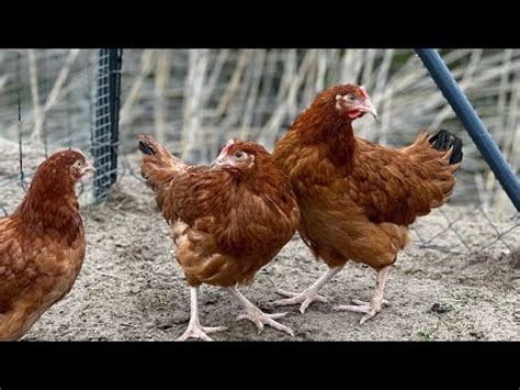 Nowe Kury Rossa Czerwona Na Czarnym Ogonku Dlaczrgo YouTube