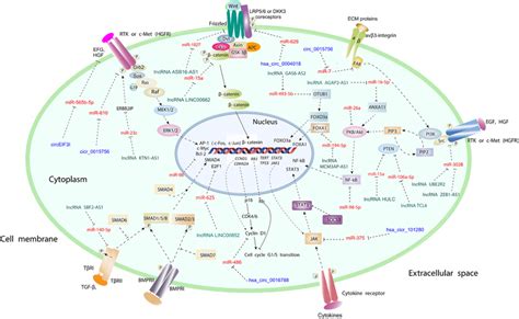 The Involvement Of DEL DEM DEG And DEC DEM DEG Networks In Signaling
