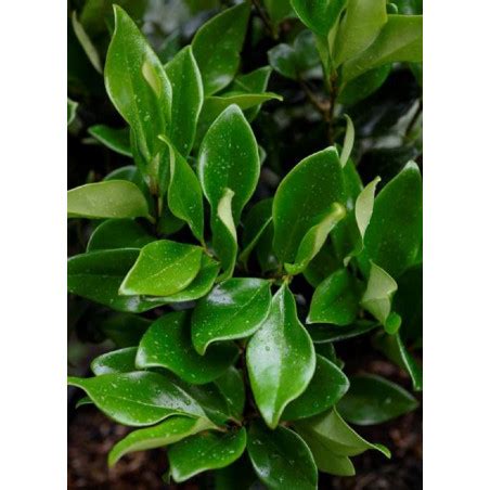 LIGUSTRUM japonicum TEXANUM Troène du Texas