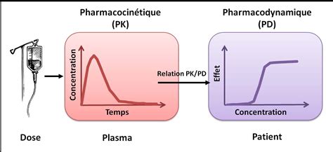 relation pharmacodynamie et pharmacocinétique