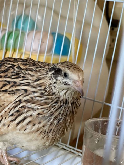 9 Consejos Para Lograr Que Las Gallinas Pongan Huevos Asiduamente Artofit
