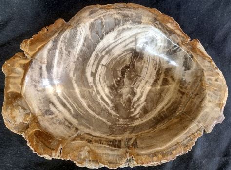 Versteend Hout Decoratieve Schaal Diptocarpus 82720 Catawiki