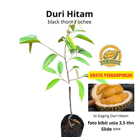 Jual Bibit Durian Duri Hitam Black Thorn Ochee Premium OkuLasi