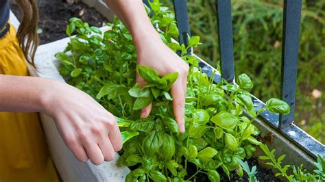 Albahaca cómo debes plantarla y cuidarla correctamente