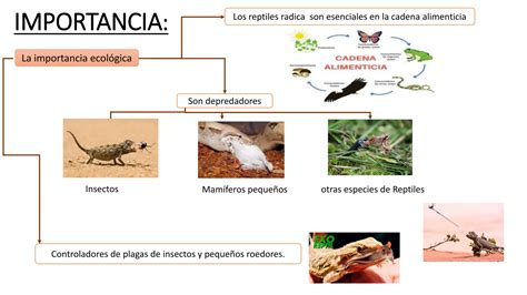 REPTILES Importancia Definicion Y Caracteristicas Pptx