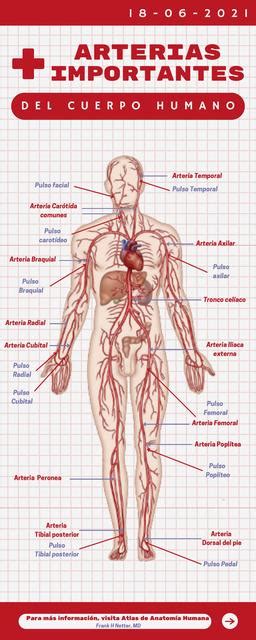 Víspera entrada dilema cuales son las arterias mas importantes del