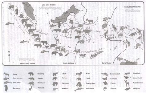 Peta Penyebaran Flora Dan Fauna Di Indonesia Ahmad Marogi