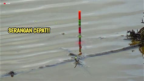 Tidak Percaya Lihat Sendiri Mancing Nila Di Spot Dangkal Strike Tanpa