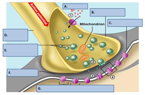 MODULE 4 Synapse Diagram Flashcards Quizlet