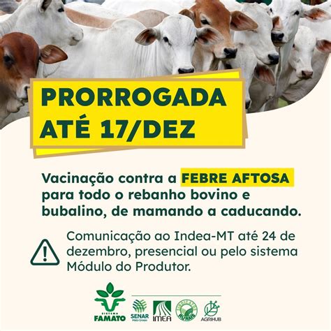 Segunda Etapa De Vacina O Contra A Febre Aftosa Em Mt Prorrogada