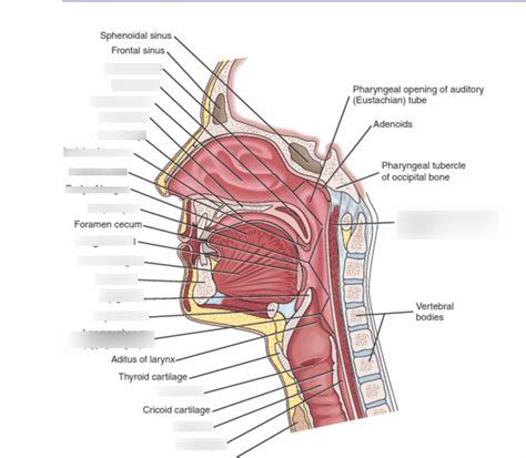 Sagittal Cut Of Head And Neck Diagram Quizlet