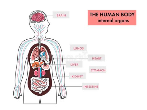 Anatomie Van Interne Organen Van Het Menselijk Lichaam Infografieken Op