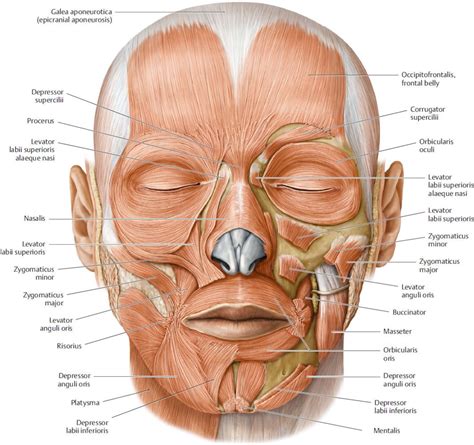 Facial Muscles Anterior View Poster Anatomy Poster Muscles Of Facial