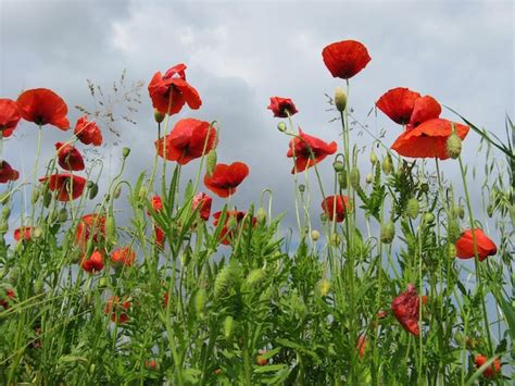 Campo De Amapolas Foto Premium