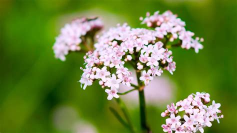 Valerian Uses And Plant Profile