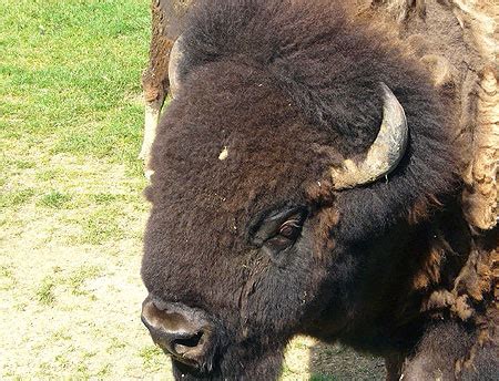 Bison Animaux Ferme Aux Bisons Lapenne Ari Ge Midi Toulousain